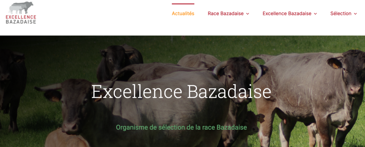 La race Bazadaise