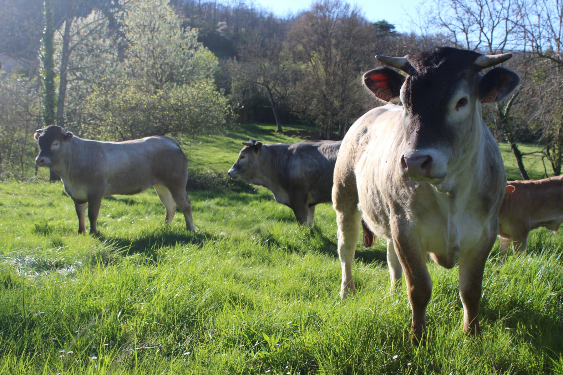 Exportation – La race Bazadaise
