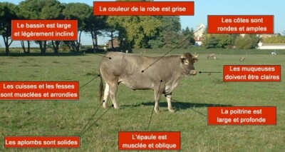 Caractéristiques – La race Bazadaise